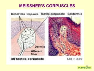 SENSORY RECEPTORS. Physiology , 1st year mbbs/bhms/etc | PDF