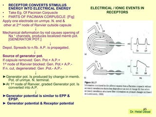 SENSORY RECEPTORS. Physiology , 1st year mbbs/bhms/etc | PDF
