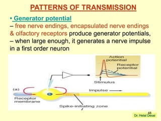 SENSORY RECEPTORS. Physiology , 1st year mbbs/bhms/etc | PDF
