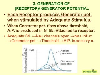 SENSORY RECEPTORS. Physiology , 1st year mbbs/bhms/etc | PDF