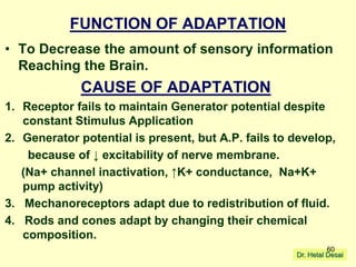 SENSORY RECEPTORS. Physiology , 1st year mbbs/bhms/etc | PDF