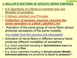 SENSORY RECEPTORS. Physiology , 1st year mbbs/bhms/etc | PDF