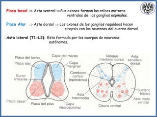 Embriología del sistema nervioso central | PPTX