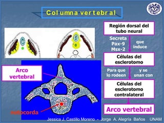 Embriología del sistema nervioso central | PPTX