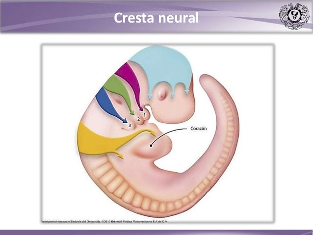 Embriología del sistema nervioso central