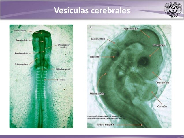 Embriología del sistema nervioso central