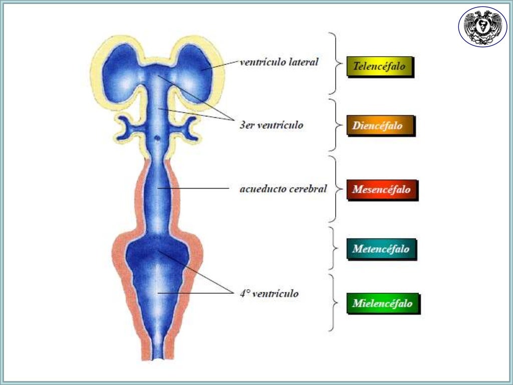Fisiologia Basica Embriologia Del Sistema Nervioso Ce - vrogue.co