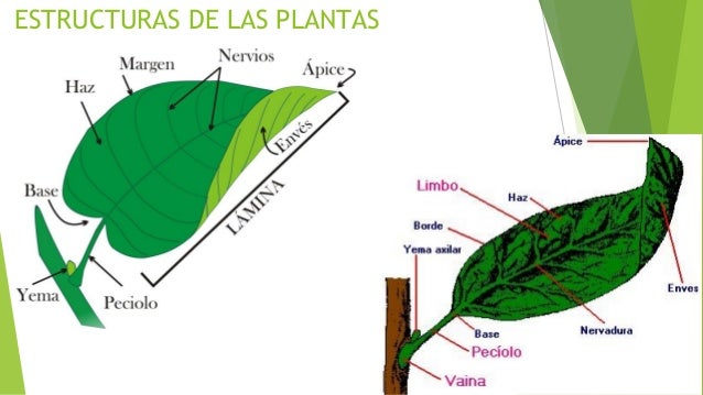 TIPOS DE PLANTAS (clasificacion y caracteristicas)