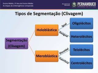 As etapas da embriogênese comparada mexido.ppt