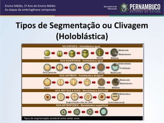 As etapas da embriogênese comparada mexido.ppt