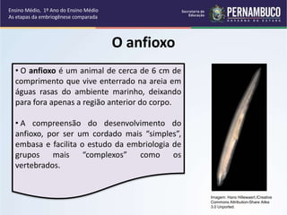 As etapas da embriogênese comparada mexido.ppt
