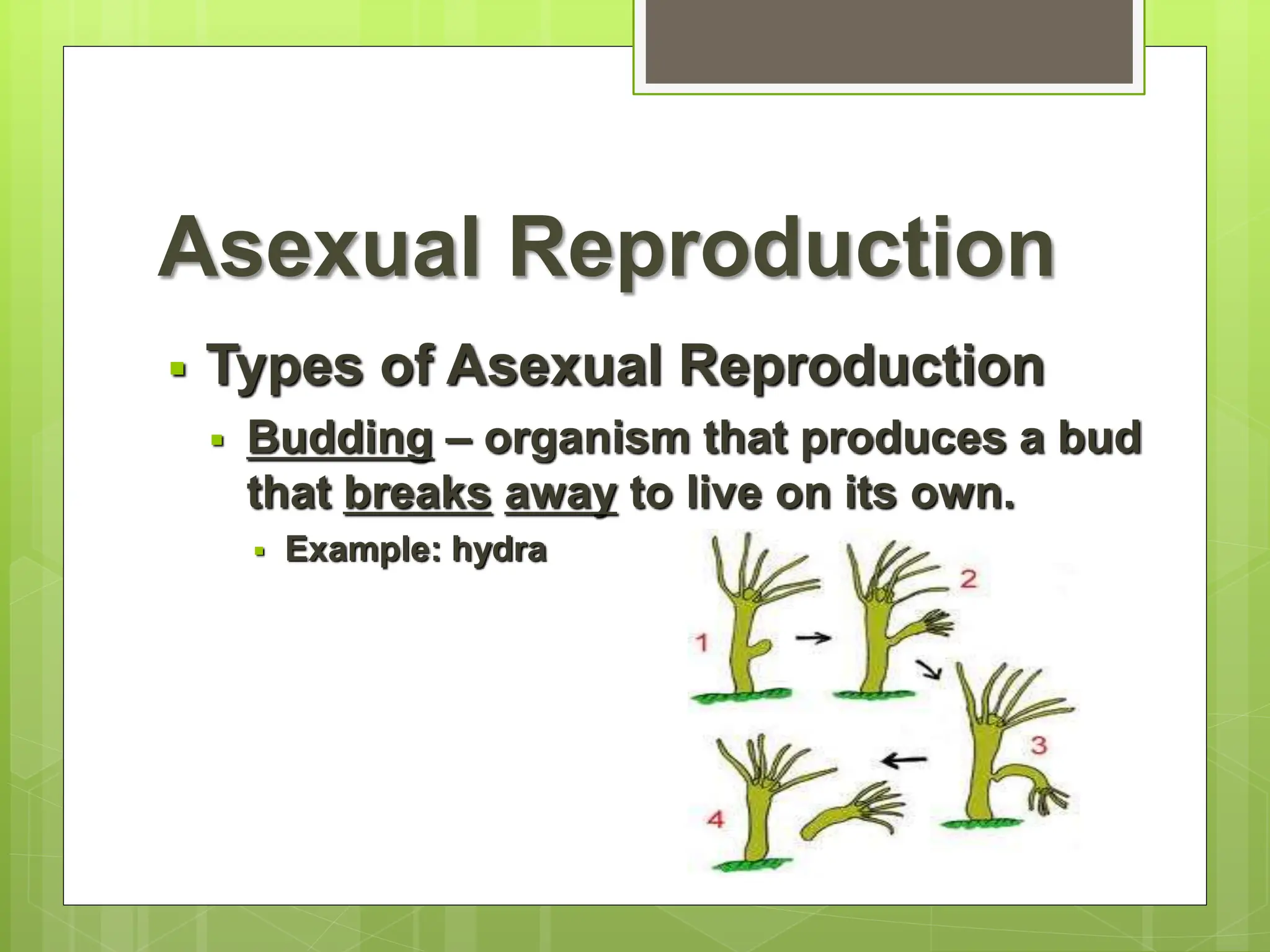 Asexual-and-Sexual-Reproduction.huhupptx | PPTX | Infertility ...