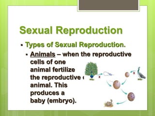 Asexual-and-Sexual-Reproduction.huhupptx | PPTX | Infertility ...