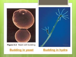 Asexual-and-Sexual-Reproduction.huhupptx | PPTX