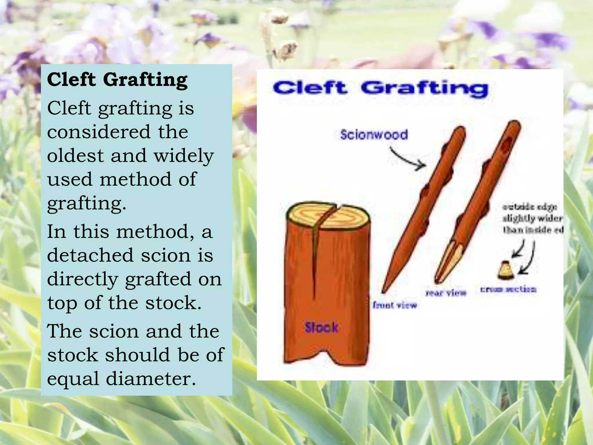 Asexual-Propagation-GRAFTING.pptx
