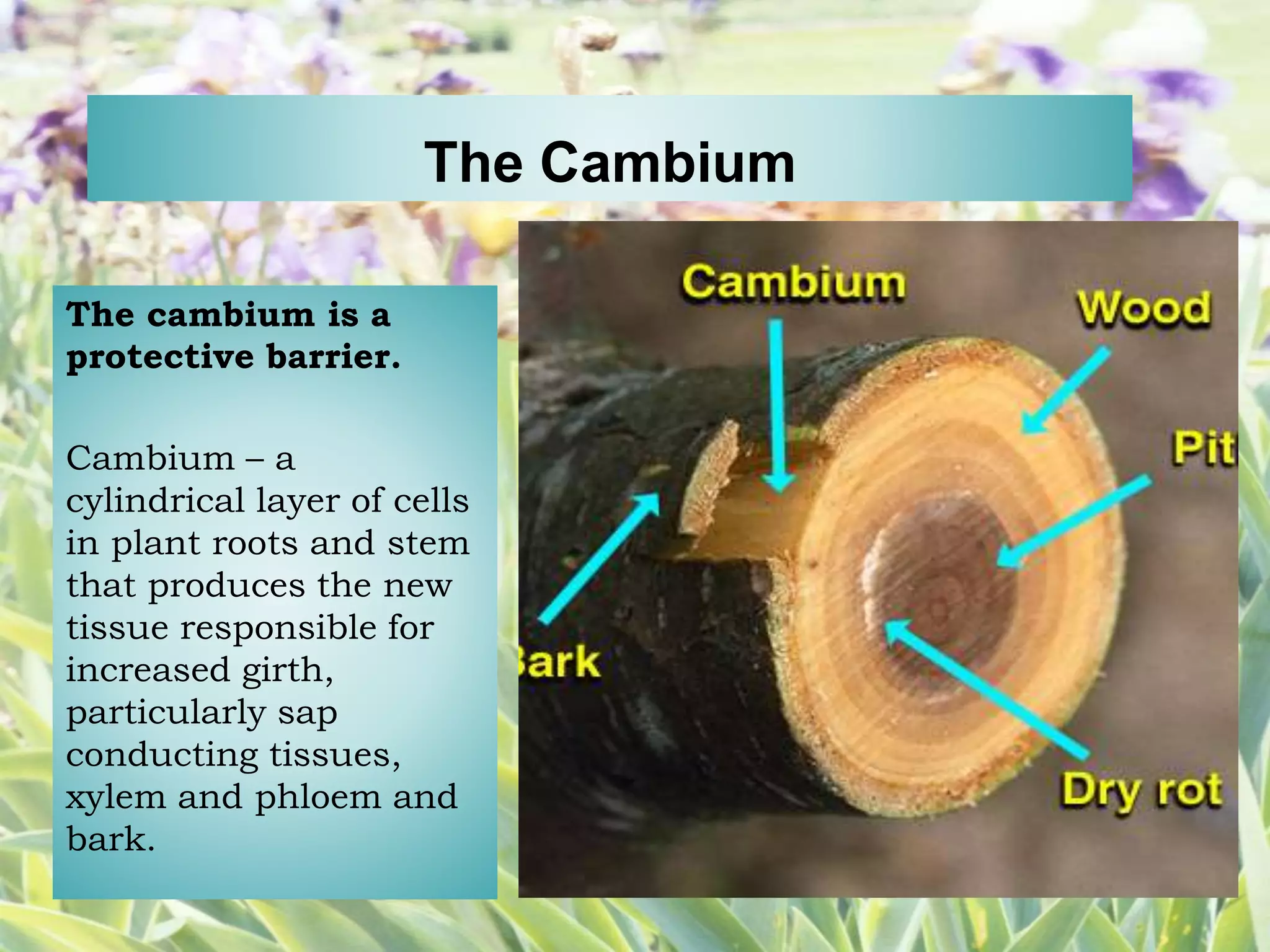 Asexual-Propagation-GRAFTING.pptx