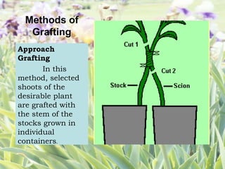 Asexual-Propagation-GRAFTING.pptx