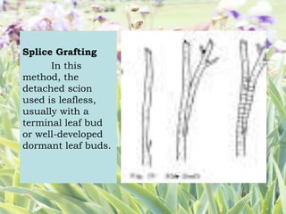 Asexual-Propagation-GRAFTING.pptx