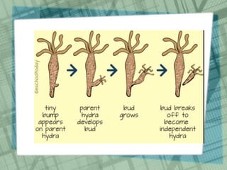 Asexual Reproduction In Animals