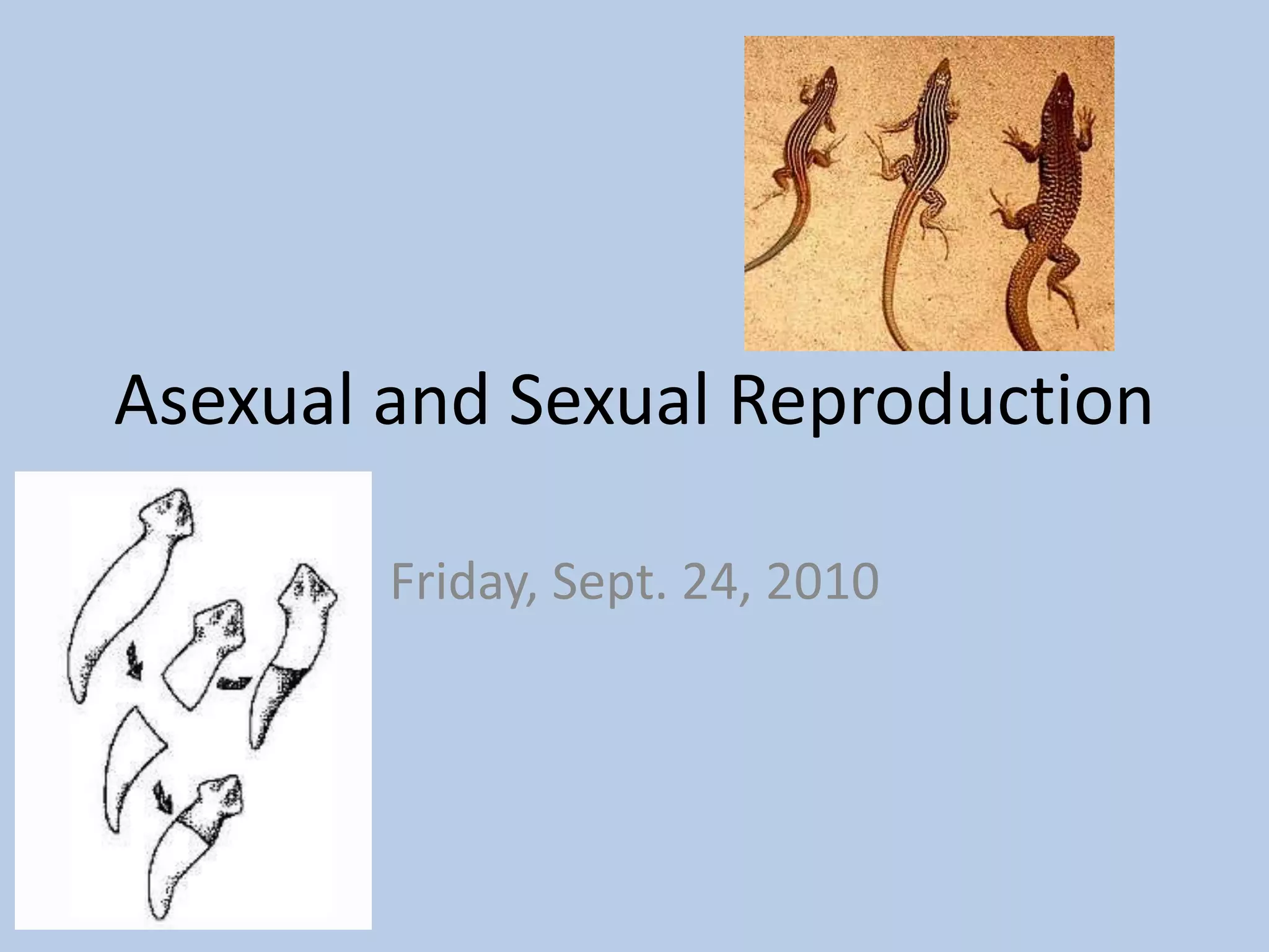 Asexual and sexual reproduction | PPT