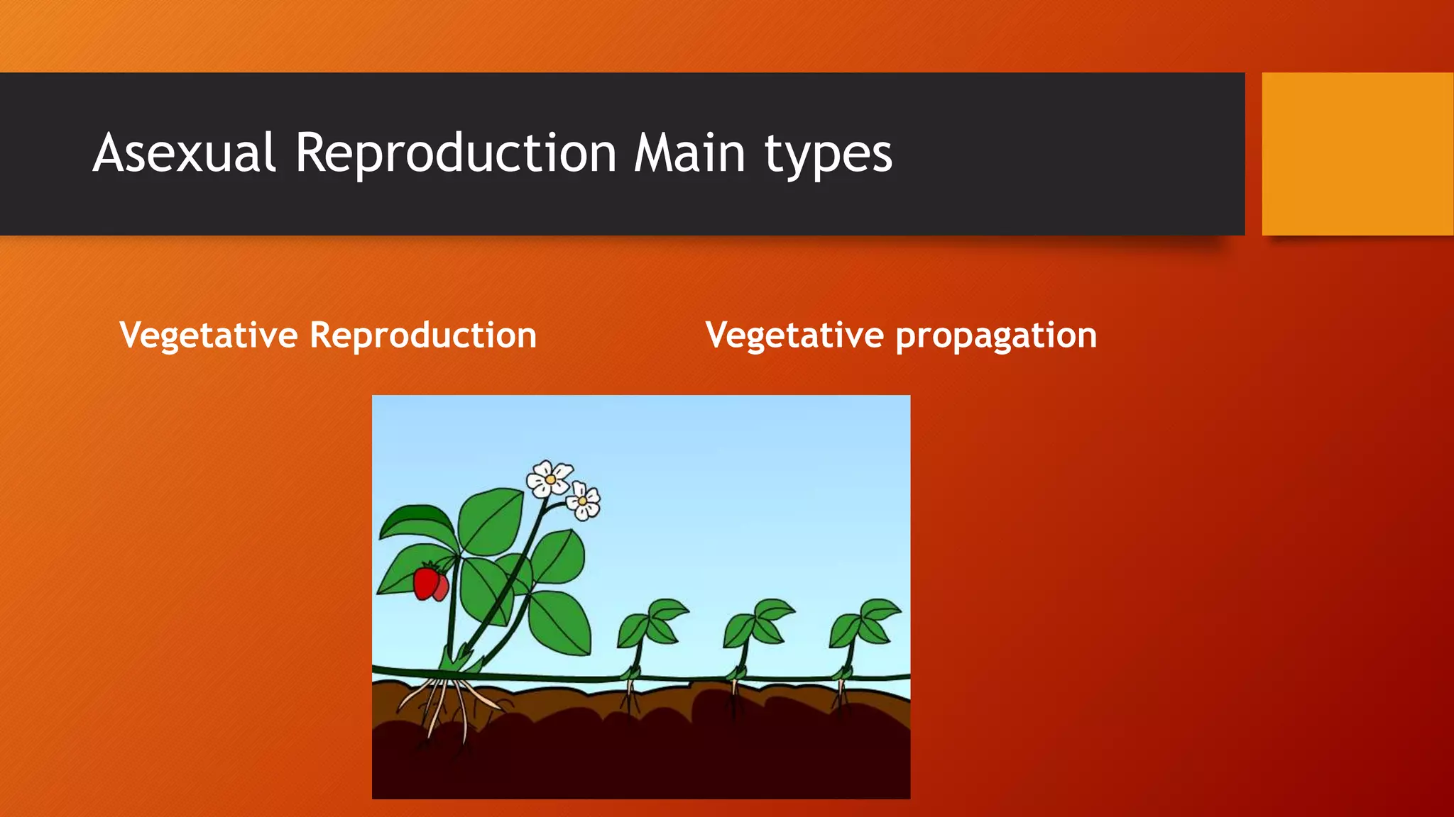 Asexual and sexual reproduction overview | PPTX