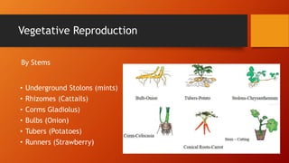Asexual and sexual reproduction overview | PPTX