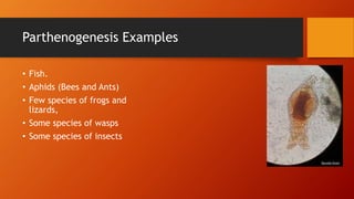 Asexual and sexual reproduction overview | PPTX