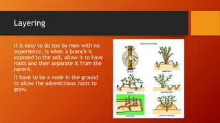 Asexual and sexual reproduction overview | PPTX