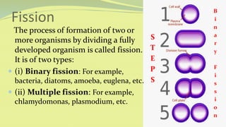 Asexual and sexual reproduction | PPTX