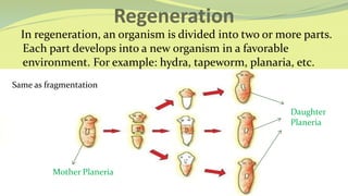 Asexual and sexual reproduction | PPTX