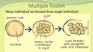 Multiple Fission