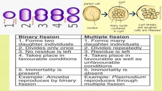 Multiple Fission Examples