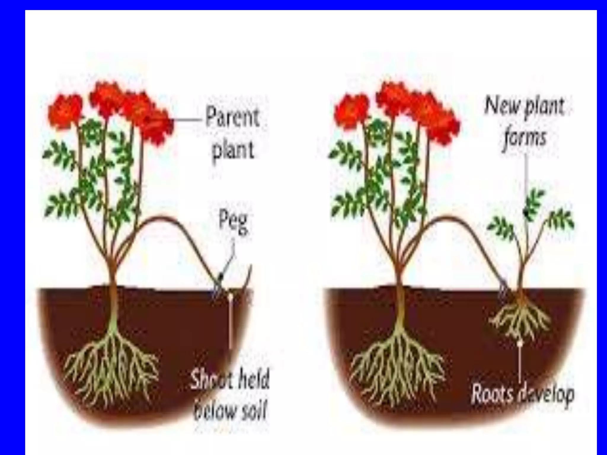 asexual_and_sexual_reproduction.ppt