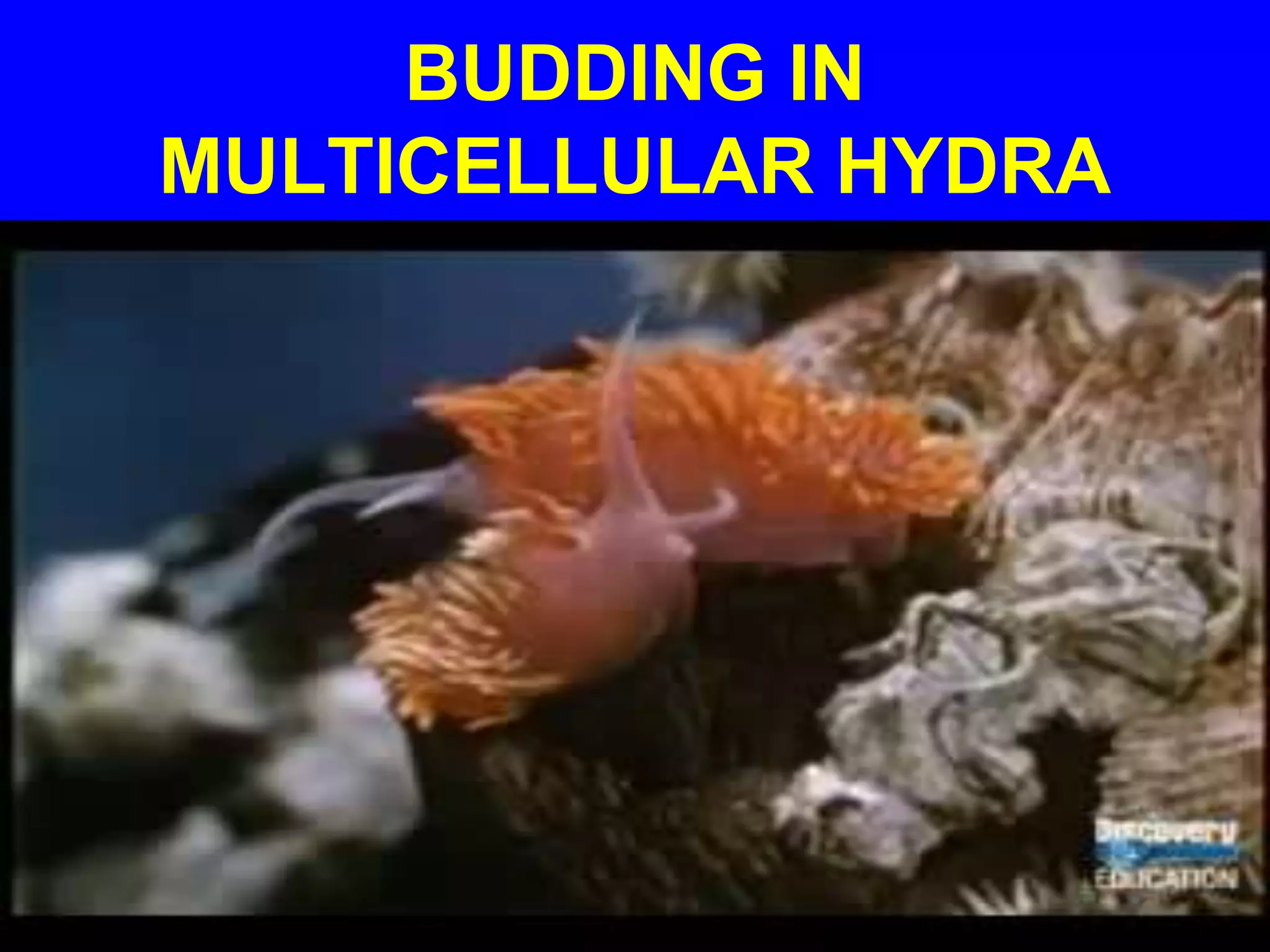 asexual_and_sexual_reproduction.ppt