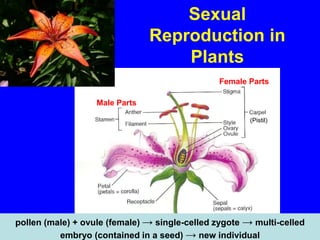 asexual_and_sexual_reproduction.ppt