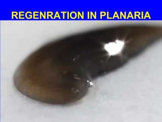 asexual_and_sexual_reproduction.ppt