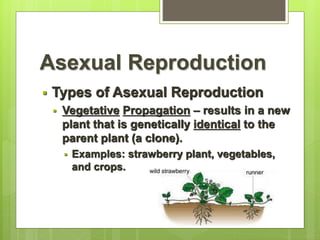 Asexual and Sexual Reproduction .ppt