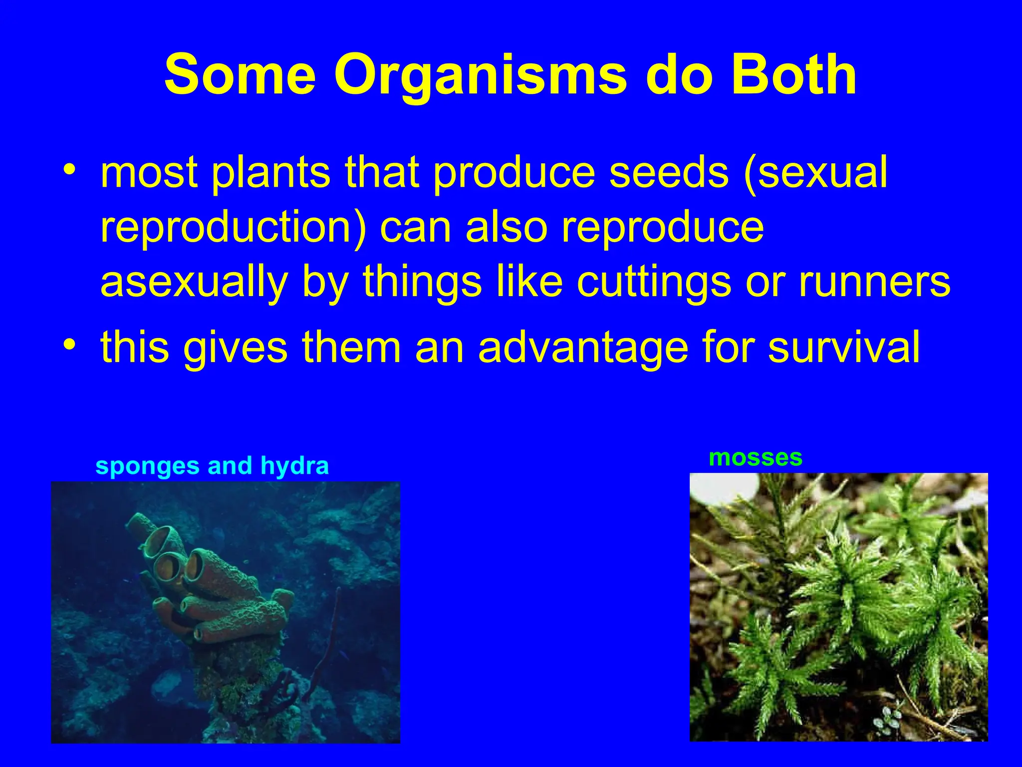 Asexual and Sexual Reproduction PowerPoint | PPT