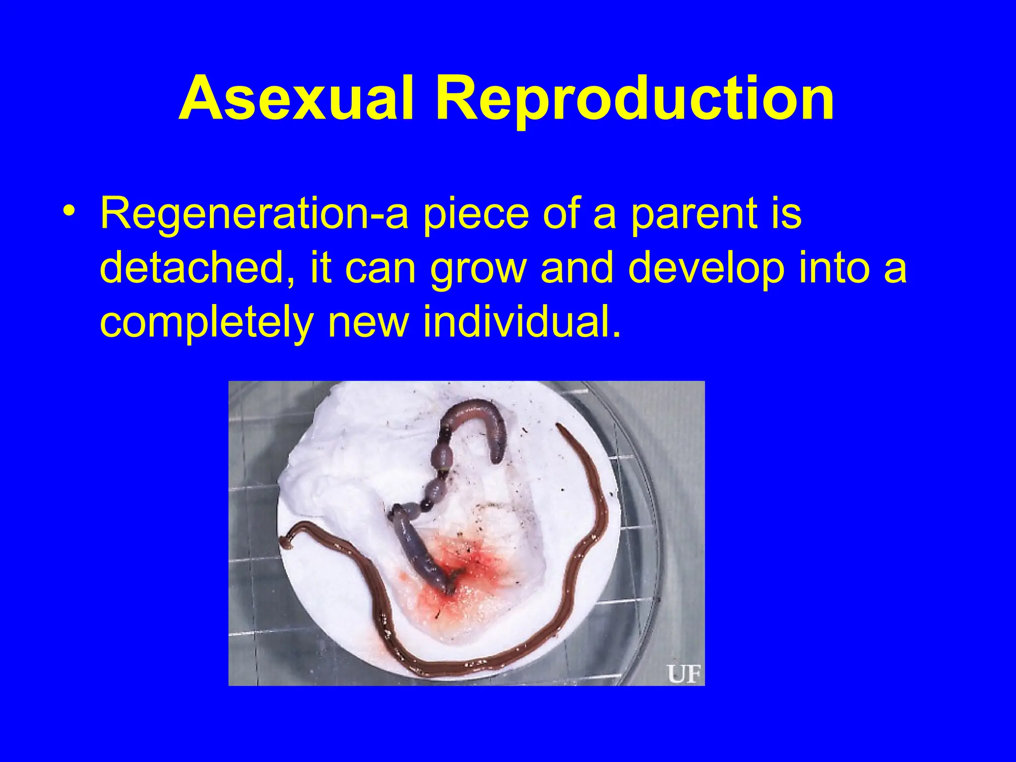 Asexual and Sexual Reproduction PowerPoint | PPT