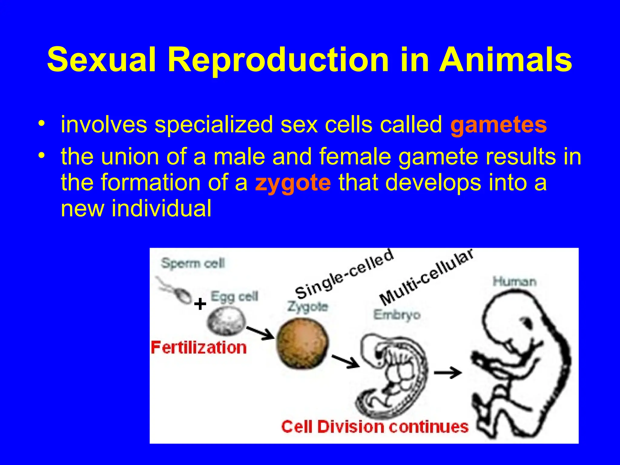Asexual and Sexual Reproduction PowerPoint | PPT