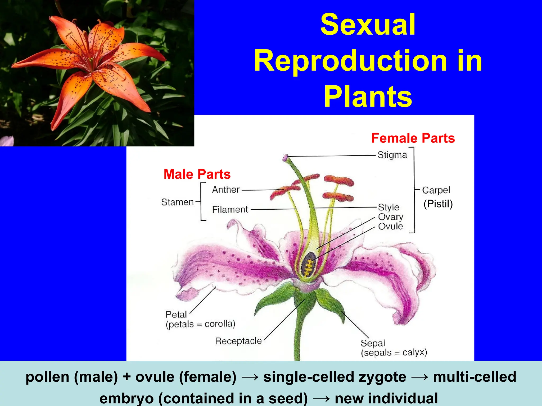 Asexual and Sexual Reproduction PowerPoint | PPT