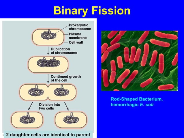 Asexual and Sexual Reproduction PowerPoint | PPT