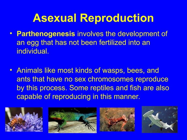 Asexual and Sexual Reproduction PowerPoint | PPT