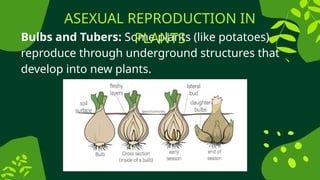 Asexual and Sexual Reproduction ELS pptx | PPT