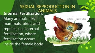 Asexual and Sexual Reproduction ELS pptx | PPTX