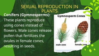 Asexual and Sexual Reproduction ELS pptx | PPT