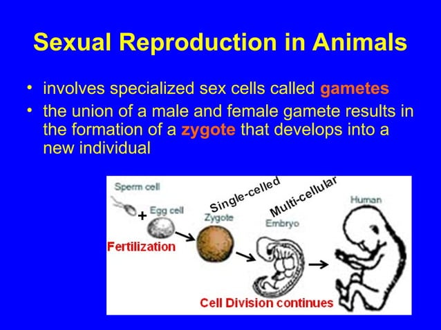 asexual_and_sexual_reproductiongrade5.ppt