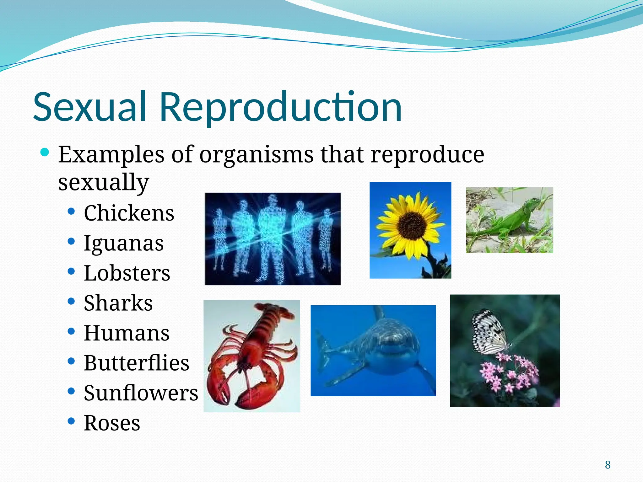 ASEXUAL and SEXUAL REPRODUCTIONfor teaching types of reproduction | PPTX