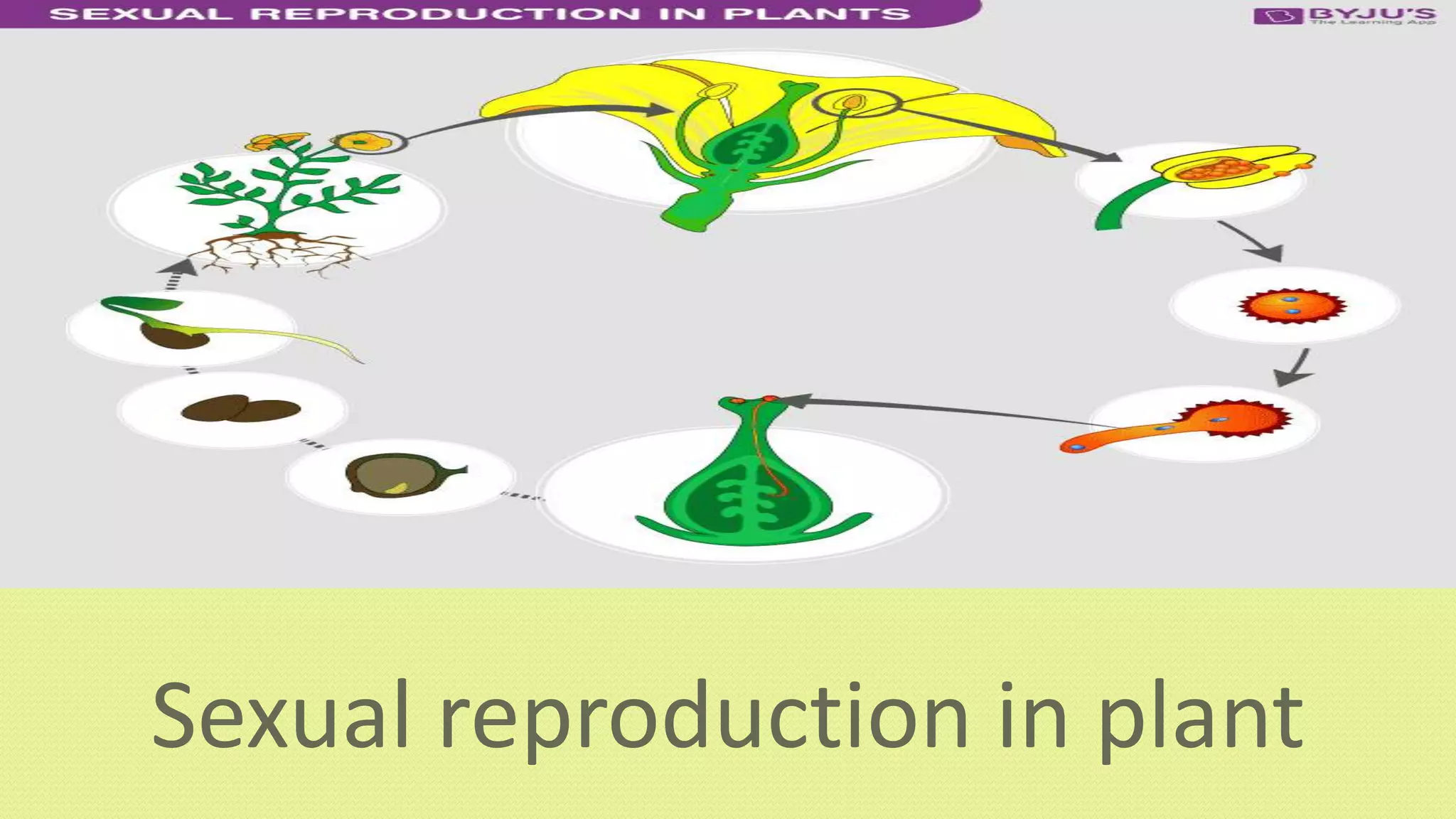 Sexual reproduction in plants and animals | PPTX