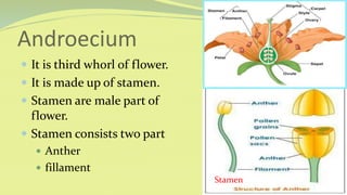 Sexual reproduction in plants and animals | PPTX | Infertility ...